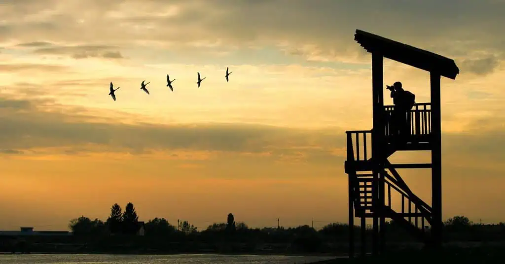 The Ultimate Guide to Bird Watching for Beginners - AnimalBehaviorCorner