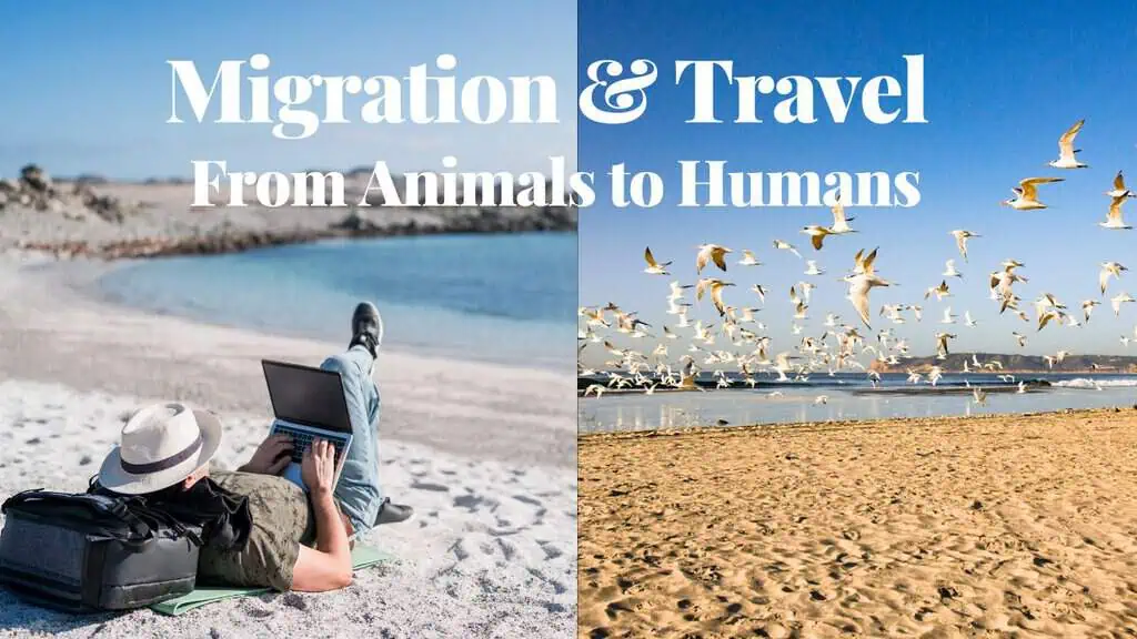 Migration & Travel: Lessons from Animals and Human Innovations ...